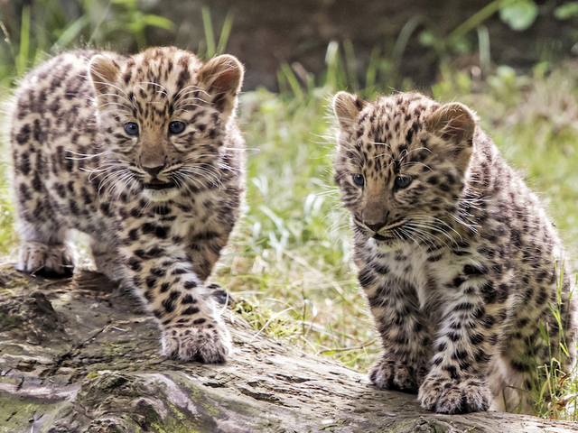 Baby leopard cubs make debut at German zoo - WXYZ.com