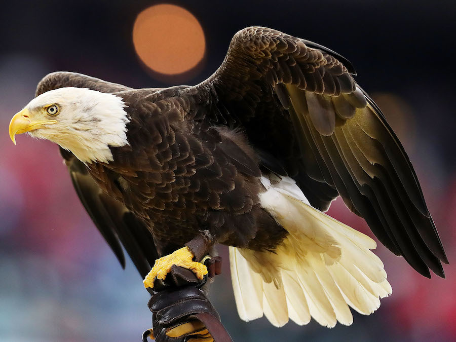 Man admits to killing bald eagle by shooting, running over it with 4 ...